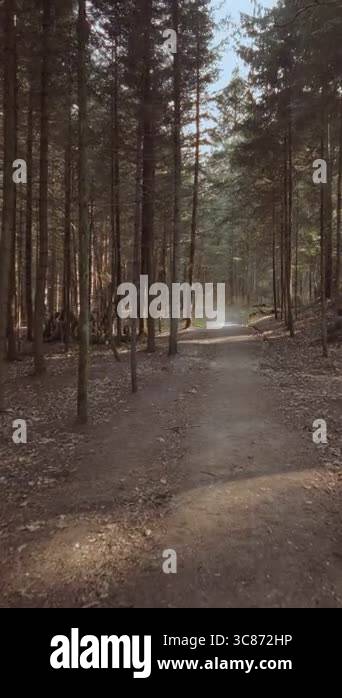 Walking through dense spruce forest by empty tree-shaded path among old ...