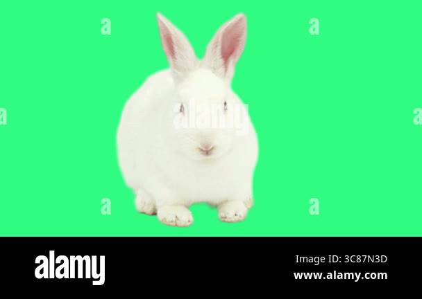 Rabbit green screen footage Stock Videos & Footage - HD and 4K Video ...