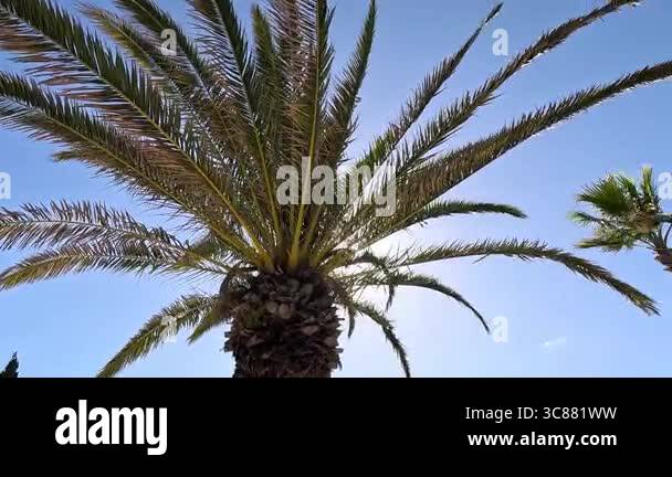 Sun shining through the leaves of palm trees on a bright sunny day in ...