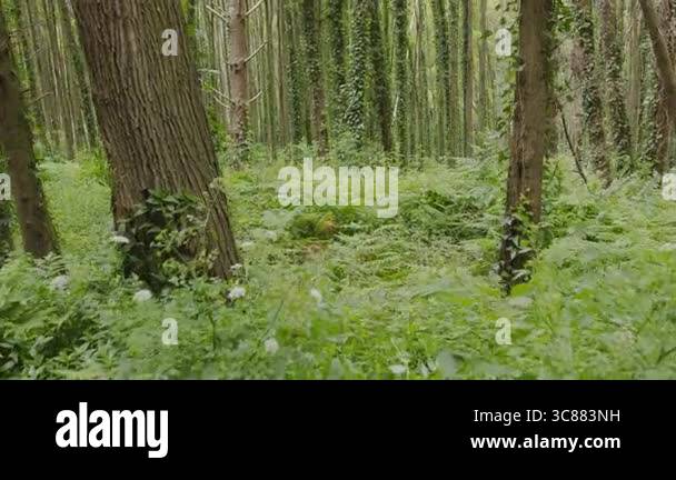 Slow motion camera inside deep dense forest between tree trunks and ...