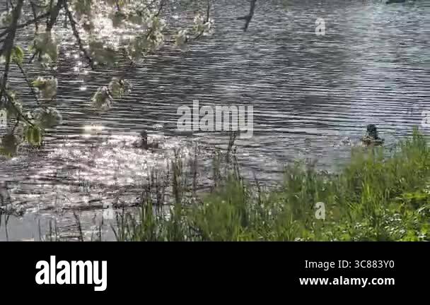Two ducks swimming in a calm lake during spring, diving and resurfacing through the shimmering ...