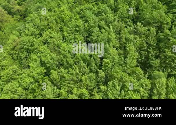 Mesmerizing aerial view of trees forest canopy blowing in the wind ...