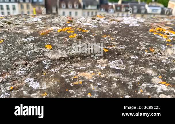 Lichen background texture Stock Videos & Footage - HD and 4K Video ...