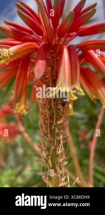 Buzzing bees move from bloom to bloom, gathering sweet nectar from ...