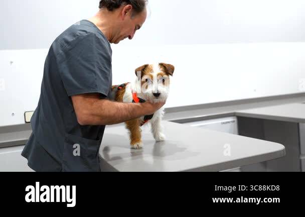 Veterinarian examining a friendly jack russell terrier wearing an ...
