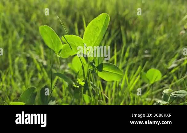 Juicy leaves of young clover sway in the wind Stock Video Footage - Alamy