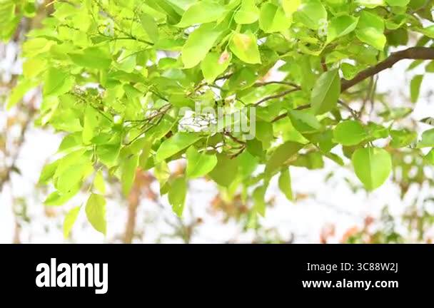 Millettia pinnata tree. Itis a species of tree in the pea family ...