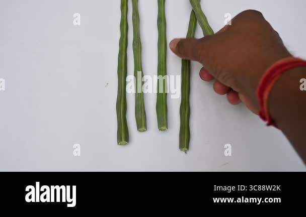 Moringa oleifera or drumstick pods on white background. This is a ...