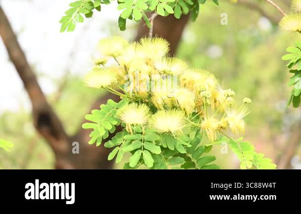 Albizia lebbeck flowers. Its Common names shirisha tree, siris,Indian ...