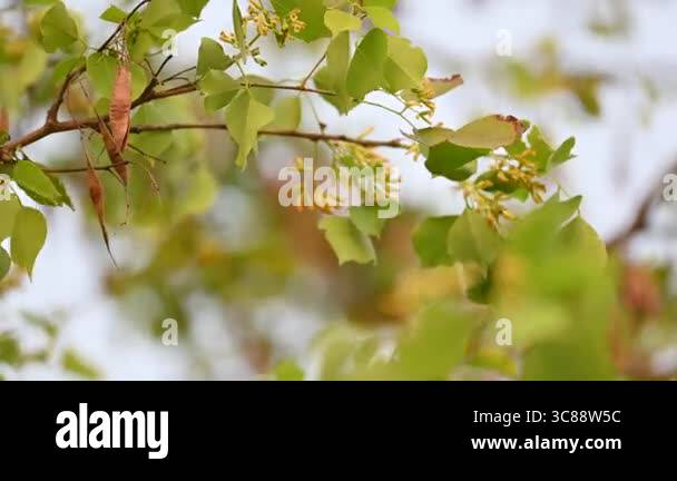 Dalbergia sissoo tree flower. It's other names North Indian rosewood ...