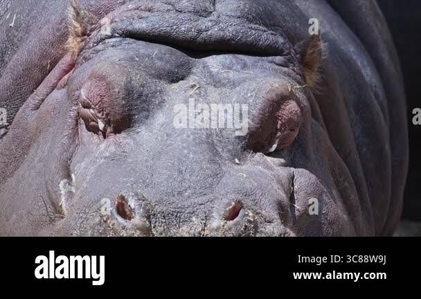 Large hippopotamus rests its head on the sand in a zoo enclosure ...