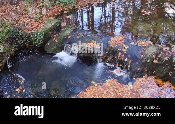 Autumn forest at Mata da Albergaria, Geres National Park, Portugal ...