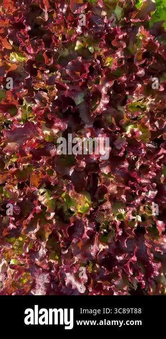 Close-up view of vibrant red leaf lettuce showcasing its curly texture ...