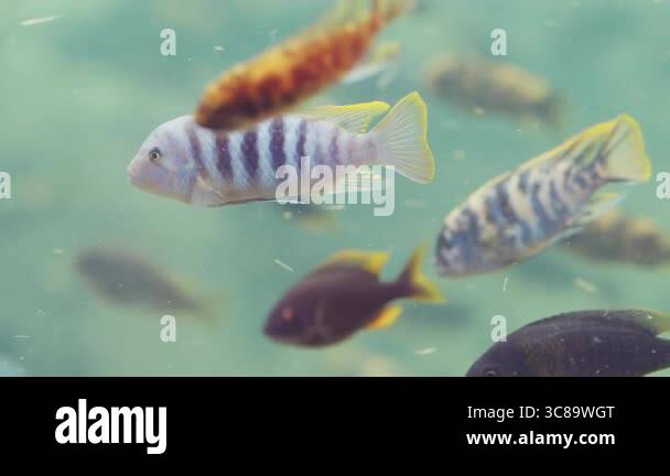 Striped tropical fish swims gracefully in aquarium, surrounded by other ...