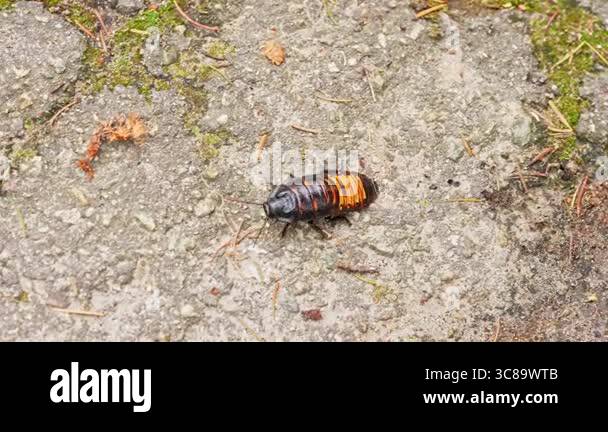 Bugs in natural habitat concept. Big black madagascar cockroach ...