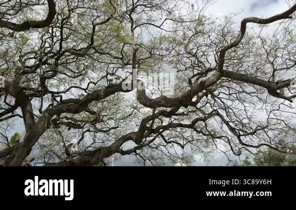 A stunning view of complex tree branches set against a moody, cloudy ...