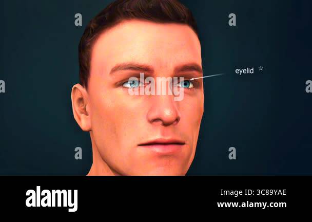 3D animation shows how human eyes adjust to high light intensity ...