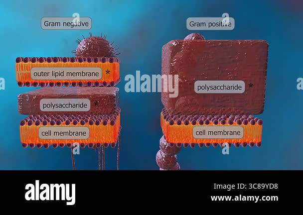3D animation comparing the structure of Gram-positive and Gram-negative ...