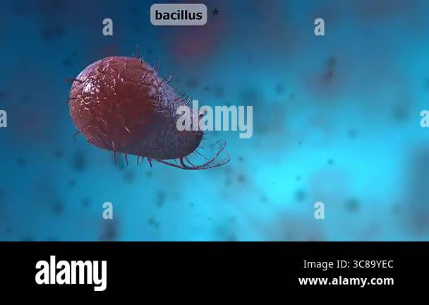 3D animation of Bacillus bacteria, illustrating its rod-shaped ...