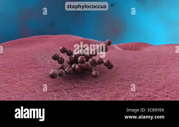 Staphylococcus aureus gram stain Stock Videos & Footage - HD and 4K ...
