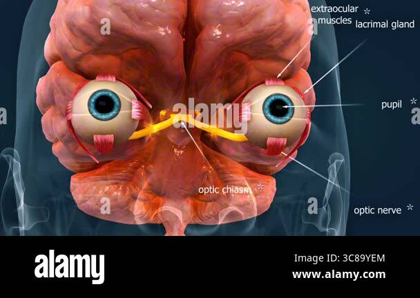 Photopic vision Stock Videos & Footage - HD and 4K Video Clips - Alamy