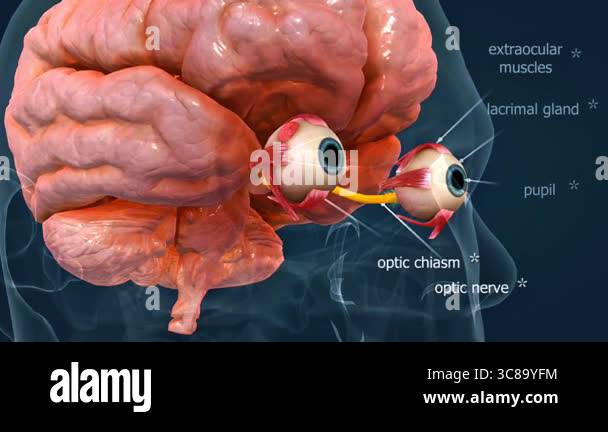 3D animation of the human eye's mechanism during low light intensity ...
