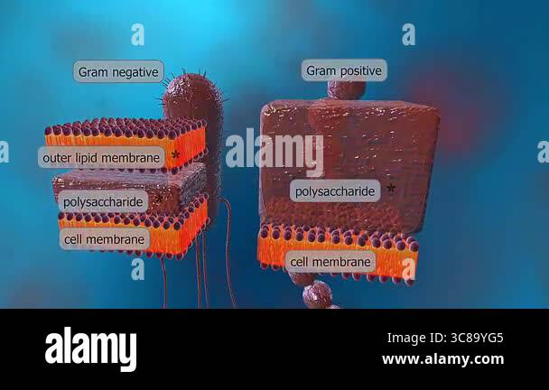 3D animation comparing the structure of Gram-positive and Gram-negative ...
