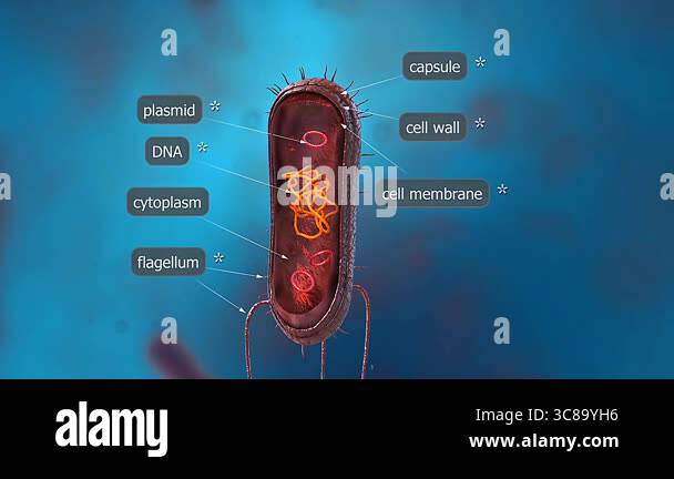 3D animation of bacterial structure, showcasing the cell wall, membrane ...