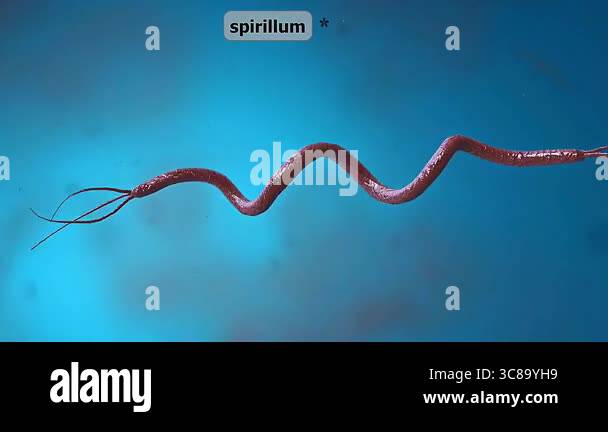 3D animation of Spirillum bacteria showing its spiral shape, flagella, and movement under ...