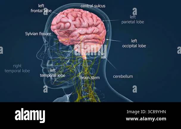 3D animation showing detailed anatomy of the human brain with labeled ...
