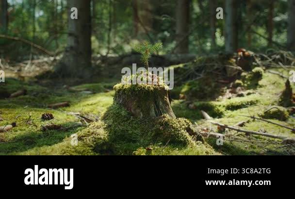 Tiny fir tree growing from moss-covered stump in sunlit summer forest ...