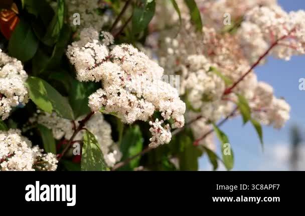 Photinia plant Stock Videos & Footage - HD and 4K Video Clips - Alamy