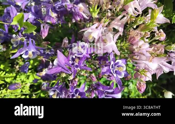 Campanula latifolia. bell flowers. beautiful spring flowers. flowers in ...