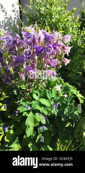 Campanula latifolia. bell flowers. beautiful spring flowers. flowers in ...