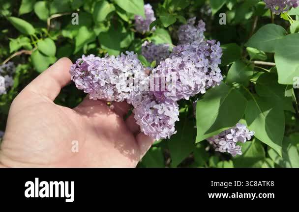 lilac in hands slow motion video. beautiful purple lilac in hand. man ...