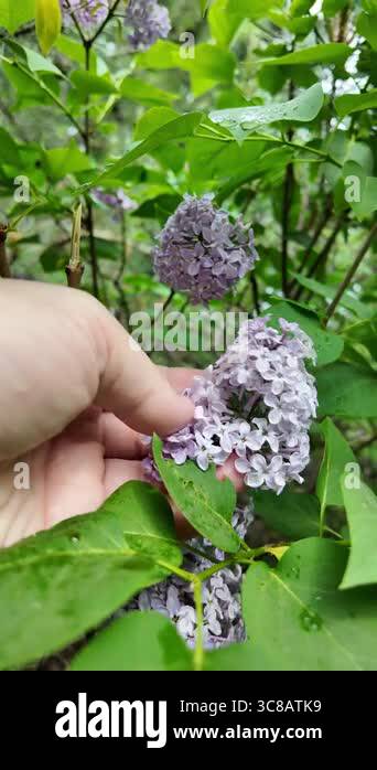 lilac in hands slow motion video. beautiful purple lilac in hand. man ...
