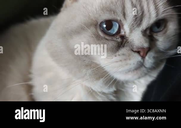 Relax Purring White Scottish Fold Cat Big Cute Pet fluffy cheek close ...