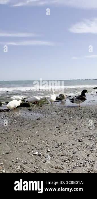 Ducks ocean shore. Wild ducks foraging on the beach Stock Video Footage ...