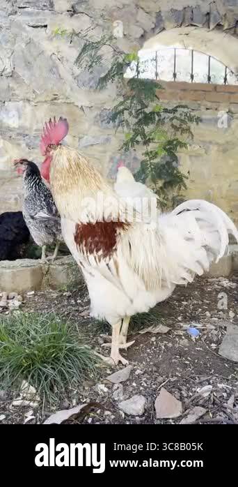 Rooster courtyard tree. rooster, multicolored, colorful, bright Stock ...