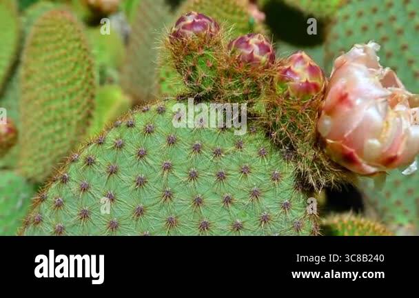 Blooming big green cactus outdoor horizontal move Stock Video Footage ...