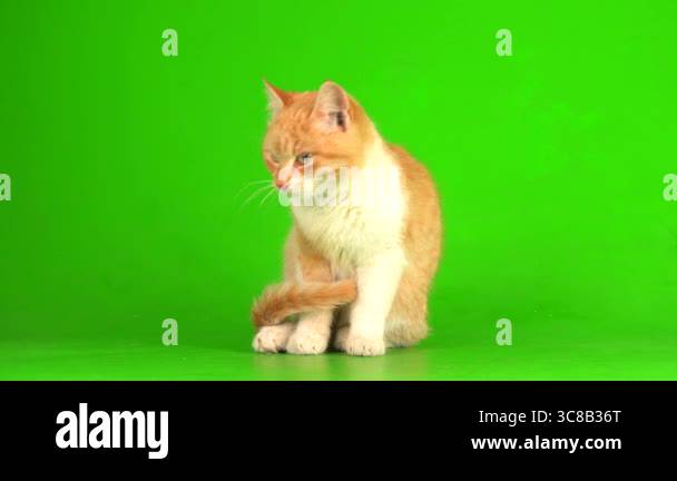 Ginger kitten cat isolated on green background chromakey screen Stock ...