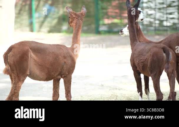 Five cute llamas in a zoo enclosure. Animal breeding - farming. Llamas ...