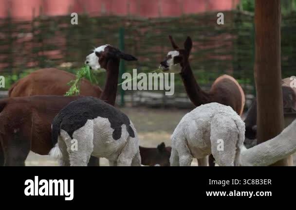Five cute llamas in a zoo enclosure. Animal breeding - farming. Llamas ...