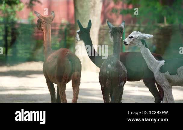 Five cute llamas in a zoo enclosure. Animal breeding - farming. Llamas ...