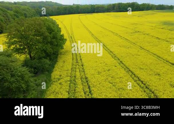 Rapeseed field, drone view of the field, rapeseed oil production Stock ...