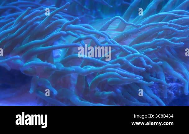 Sea anemones - group of predatory marine invertebrates constituting the ...