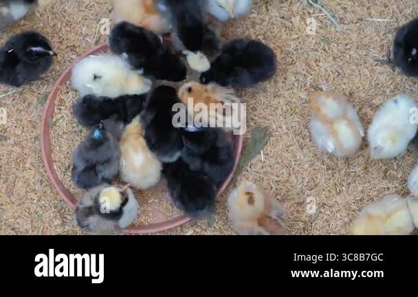 Breeding poultry. Breeding poultry. Flat lay of Yellow chicks eating ...