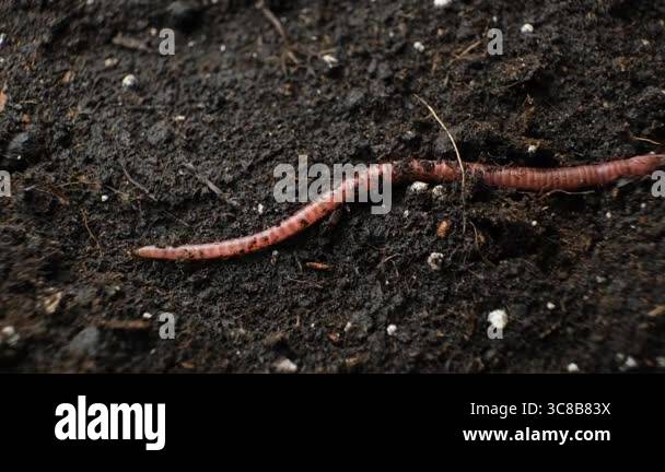 Red Wiggler Worm with Distinct Striped Segments Stock Video Footage - Alamy