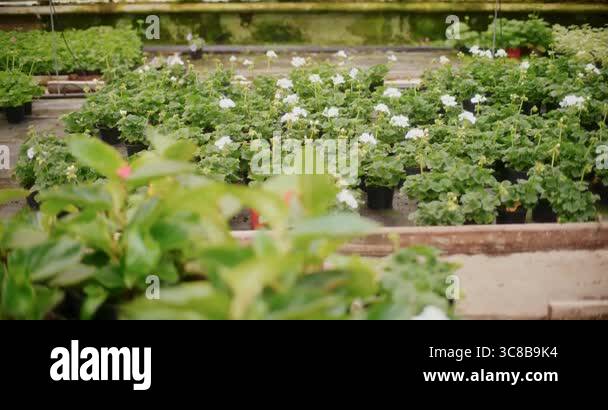 Close-up view of white ornamental flower seedlings growing in a ...
