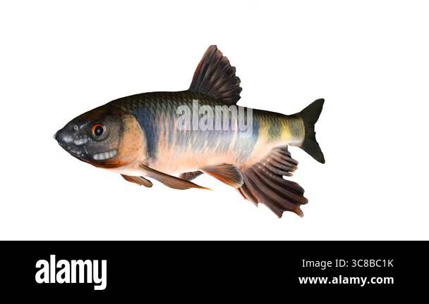 zacco platypus fish animation Stock Video Footage - Alamy